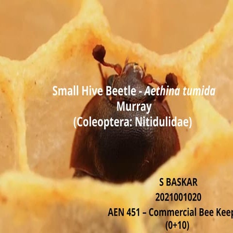 Small Hive Beetle - Life cycle, Management.pptx