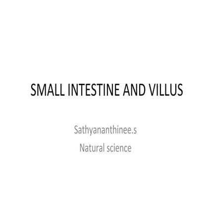 Small intestine | PPT