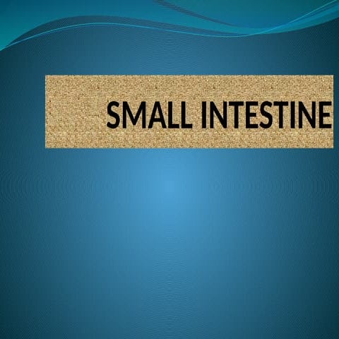 Small Intestine (1).pptxzgsxvaghhgghjrrfee | PPT