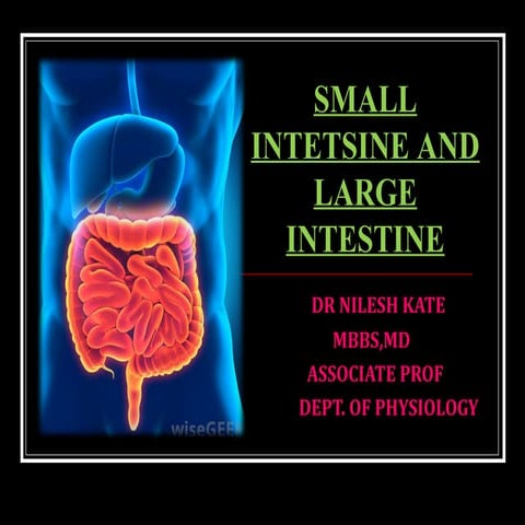 Movements of small and large intestine