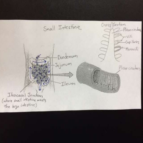 Small intestine diagram | PPTX | Drawing and Sketching | Arts and Crafts