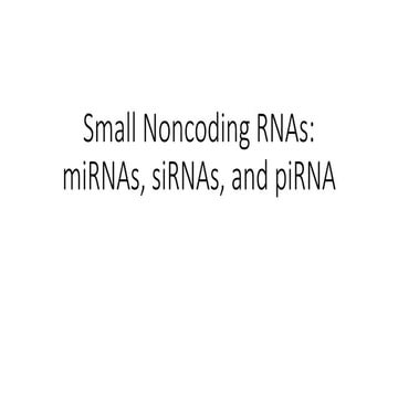 small noncoding RNA.pdf