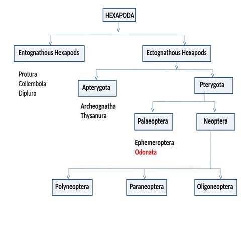 Small orders_apterygotans and other orders | PPT | Birdwatching ...
