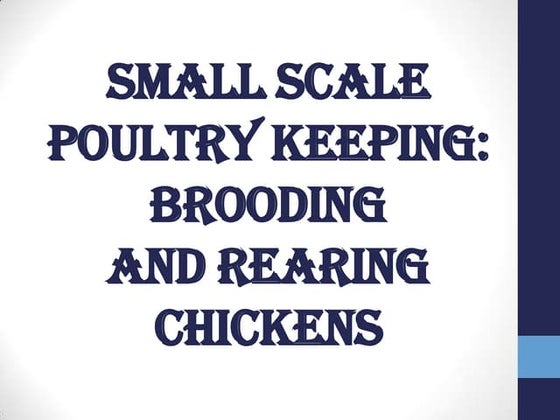 Brooding in poultry | PPTX