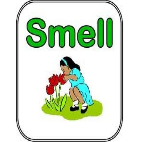 Smell | PPT