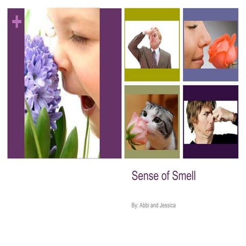 Smell | PPT