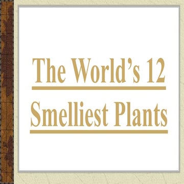 Smelliest plants | PPTX