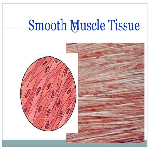 Smooth muscle | PPT