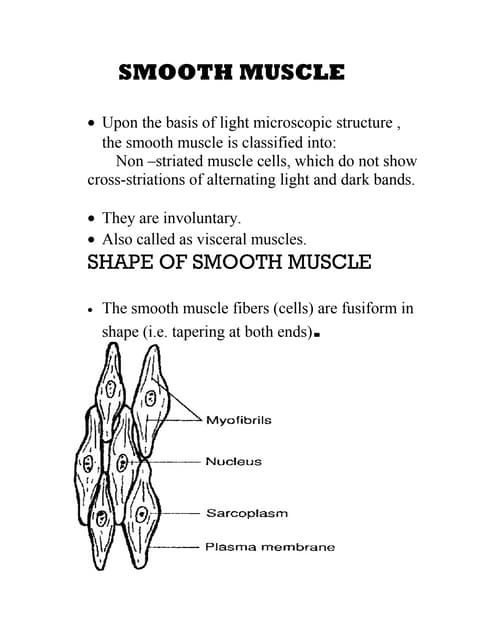 Smooth Muscle Cell Structure