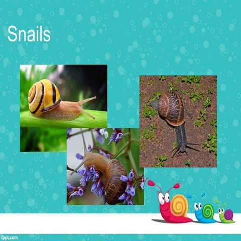 Snail | PDF