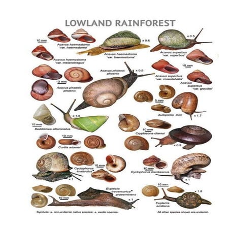 Snail guide - Srilanka | PDF