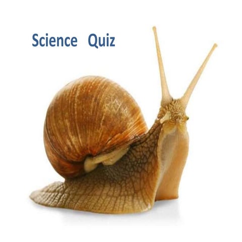 Snail Quiz | PPT