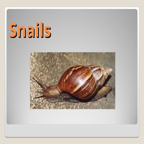DO SNAILS CRAWL OR SLITHER.EXPLAIN WITH EVIDENCE. | DOCX