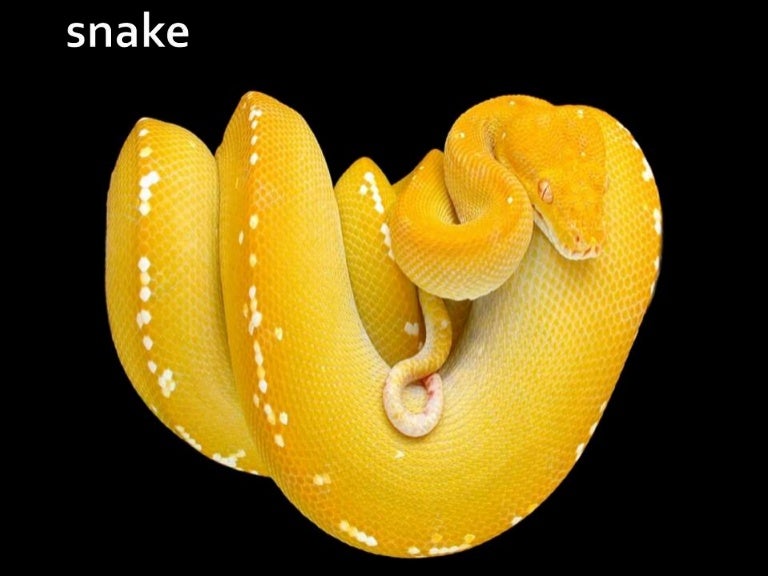 Snakes