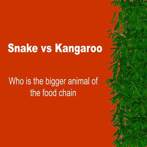 Snake vs. Kangaroo | PPT