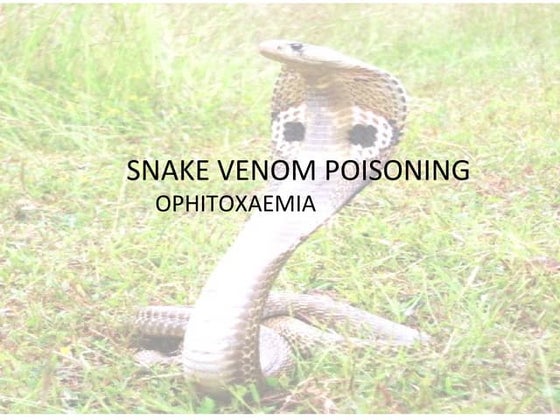 Snakebite | PPT | First Aid | Injuries