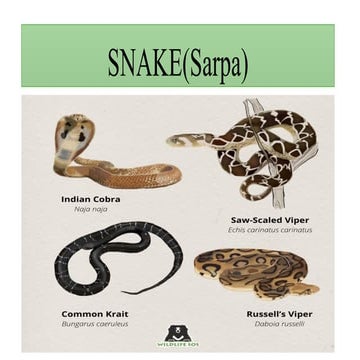 SNAKE BITE WITH DEFERENT SPCIES AND SUMPTOMES | PPTX