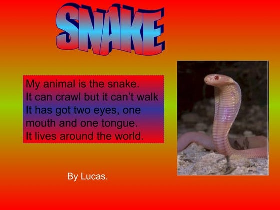 The Iguana by Ana | PPT