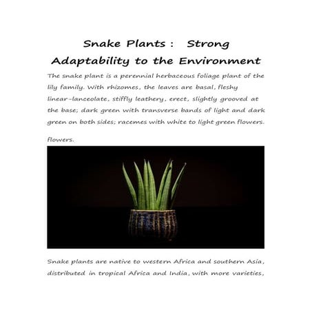 Snake Plants： Strong Adaptability to the Environment.docx