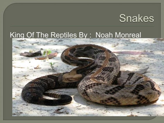 Basic safety against snake bite at work place | PPTX | First Aid | Injuries