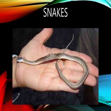 Snakes | PPT