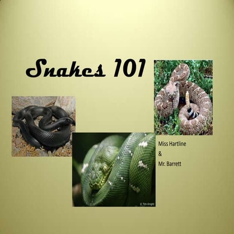 Snakes 101 | PPTX