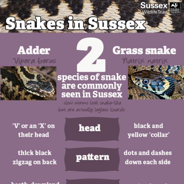 Snakes in Sussex | PDF