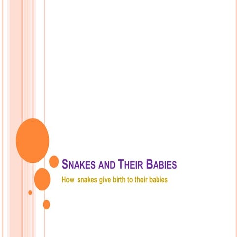 Snakes and their babies | PPT