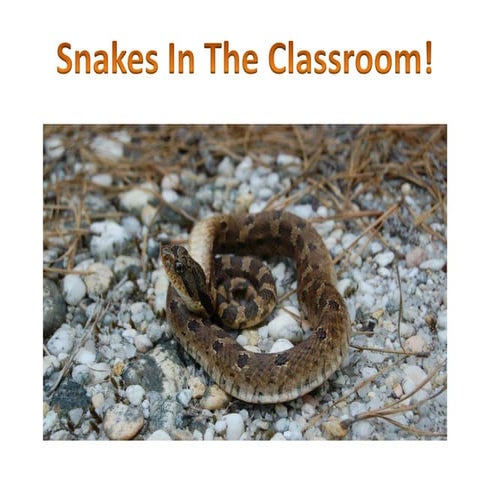 Snakes in the classroom | PPT