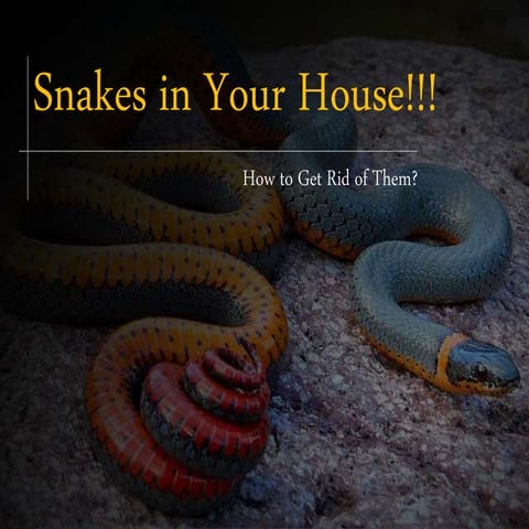 Snakes in your house | PPTX