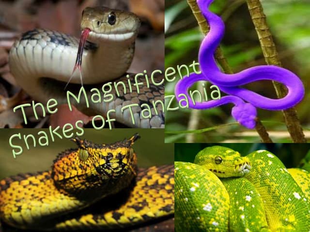 Snake Farming in/of Bangladesh | PPTX