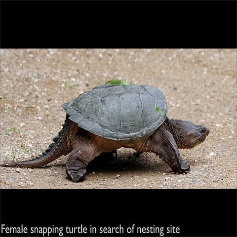 Snapping Turtle | PDF