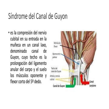 FLEXORES DE LA MANO ANATOMIA EN GENERAL. | PPTX