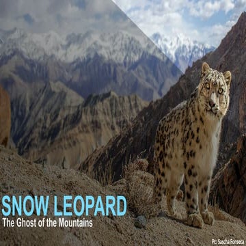 Snow Leopard(he Ghost of the Mountains).pptx