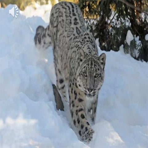 Snow leopard parris.m | PPT