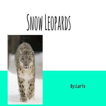 Snow leopards | PPT