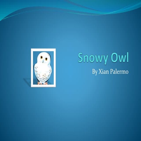 Snowy owl | PPTX