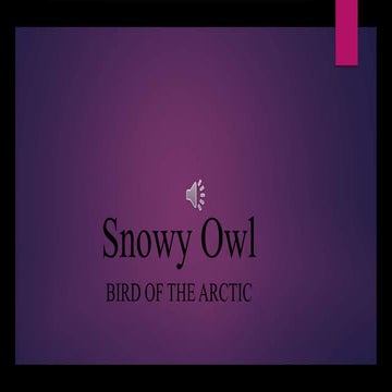 Snowy owl | PPT