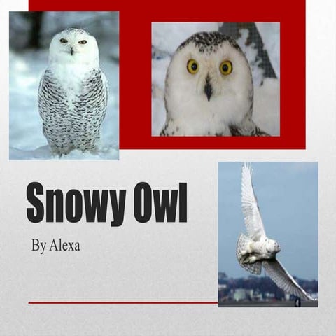 Snowy owl copy | PPTX | Birdwatching | Hobbies & Interests