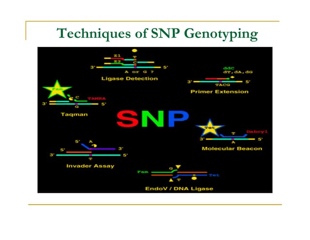 Single nucleotide polymorphism, (SNP) | PPT