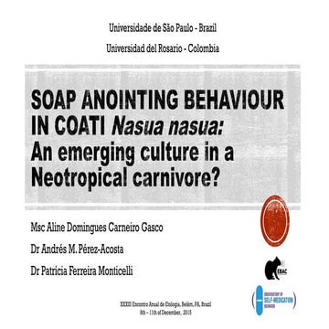 Soap-anointing behaviour in the ring-tailed coati (Nasua nasua) on a ...