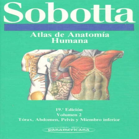 Anatomía del abdomen: Funciones y estructura | PDF