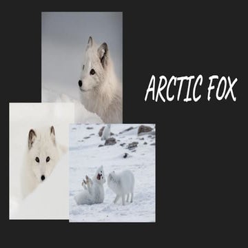 Arctic foxes | PPTX