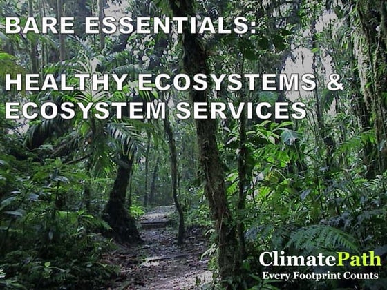 International Day of Forests: Key Forest Facts | PPTX | Geography | Science