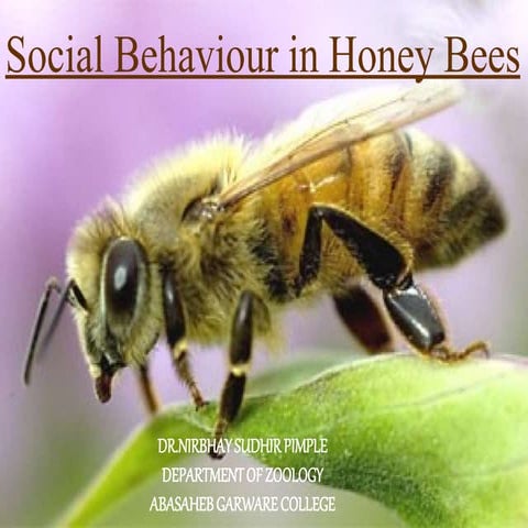 Social behavior in honey bees | PPTX