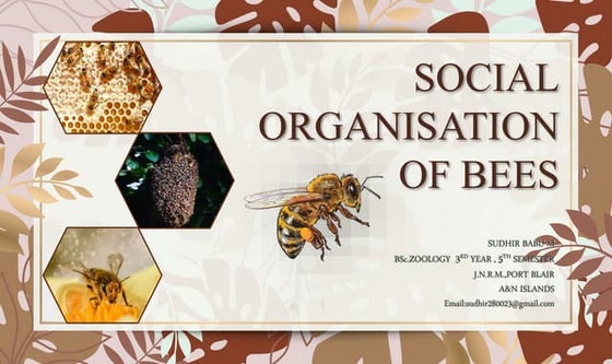 COLONY ORGANIZATION AND LIFE CYCLE OF HONEY BEE | PPT