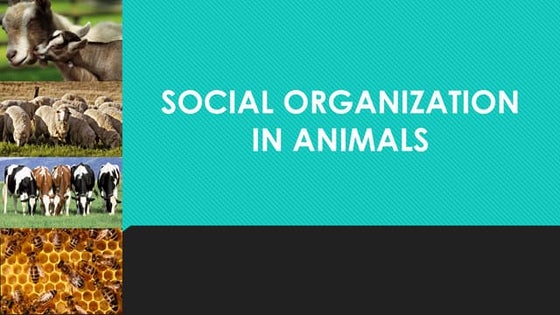 Social organization and social behaviour in insects | PPT