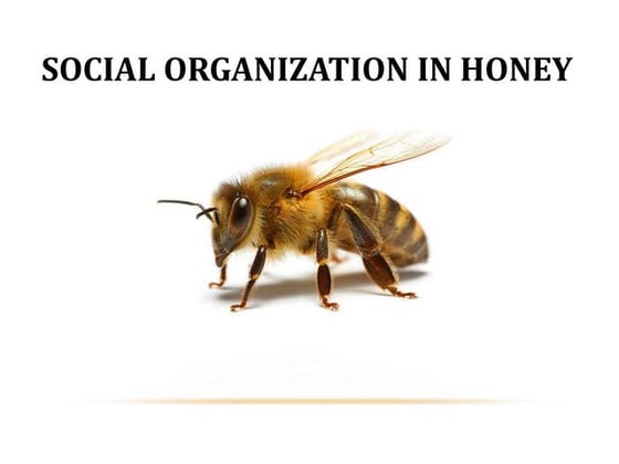 Bees | PPT