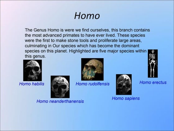 Evolution of man | PPT