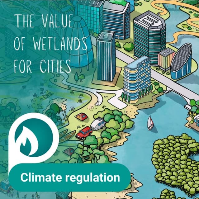 THE VALUE OF WETLANDS FOR CITIES. | PDF